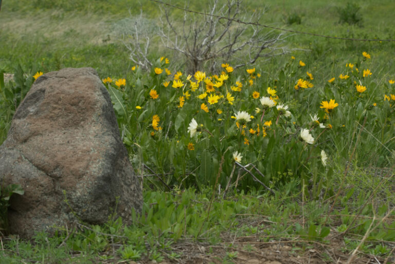 The New American Digest – For Followers of Gerard Van der Leun's Fine Work