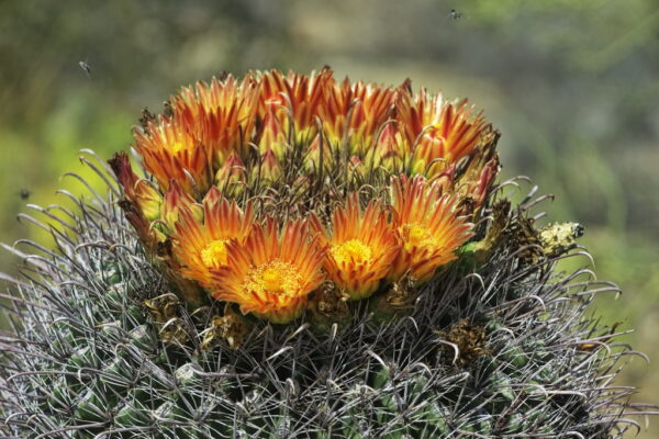 Cactus Flower – The New American Digest